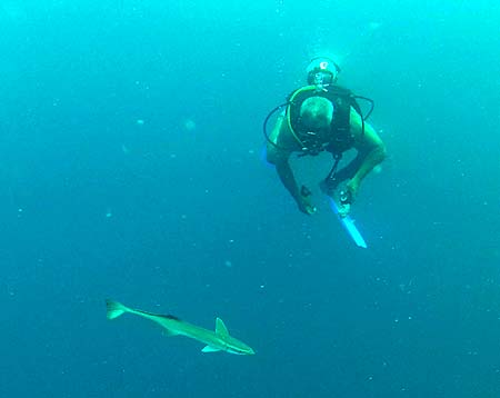 The BentProp Project